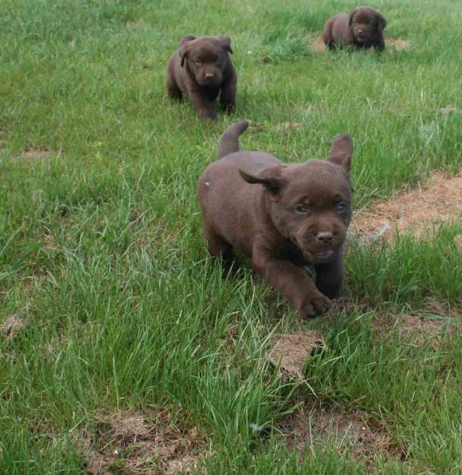 Labrador čokoladni , crni i žuti štenci