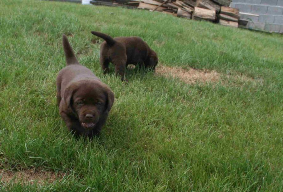 Labrador čokoladni , crni i žuti štenci
