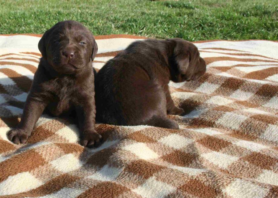 Labrador čokoladni , crni i žuti štenci