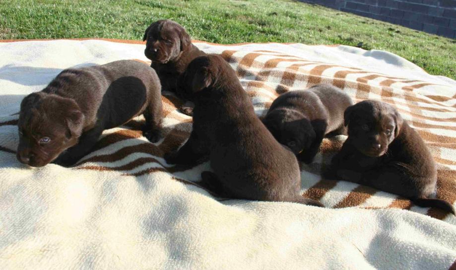 Labrador čokoladni , crni i žuti štenci