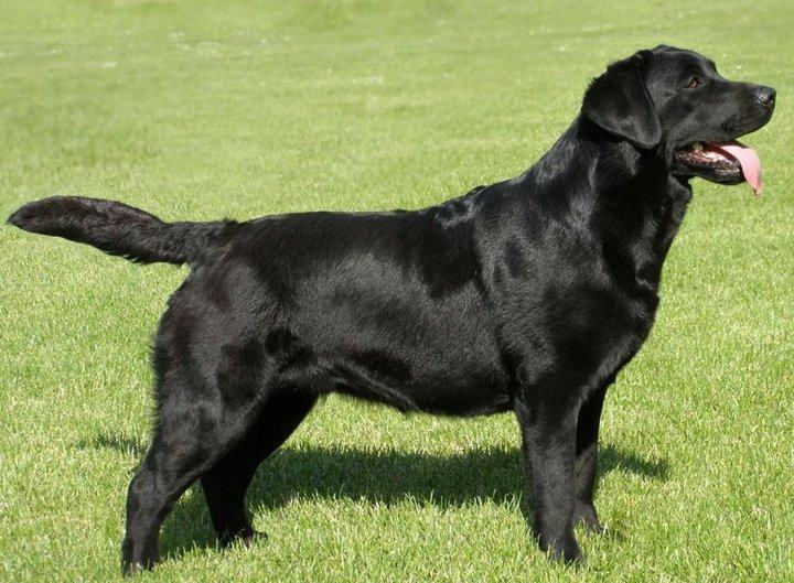 Labrador, crni i žuti štenci