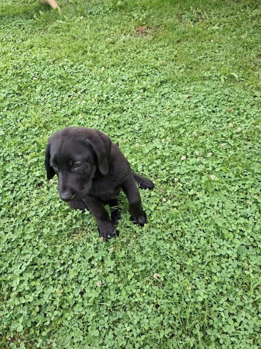 LABRADOR MUŠKI