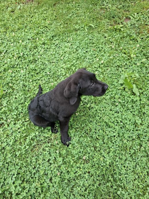 LABRADOR MUŠKI