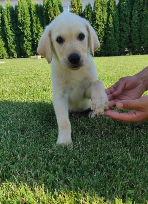 Labrador muški štenac