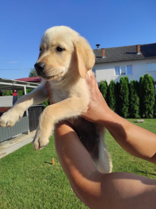 Labrador muški štenac