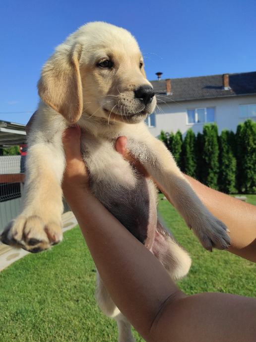 Labrador muški štenac