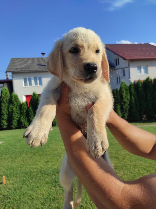 Labrador muški štenac