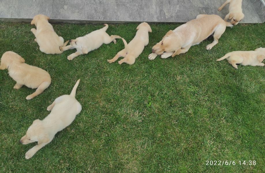 Labrador muški štenac