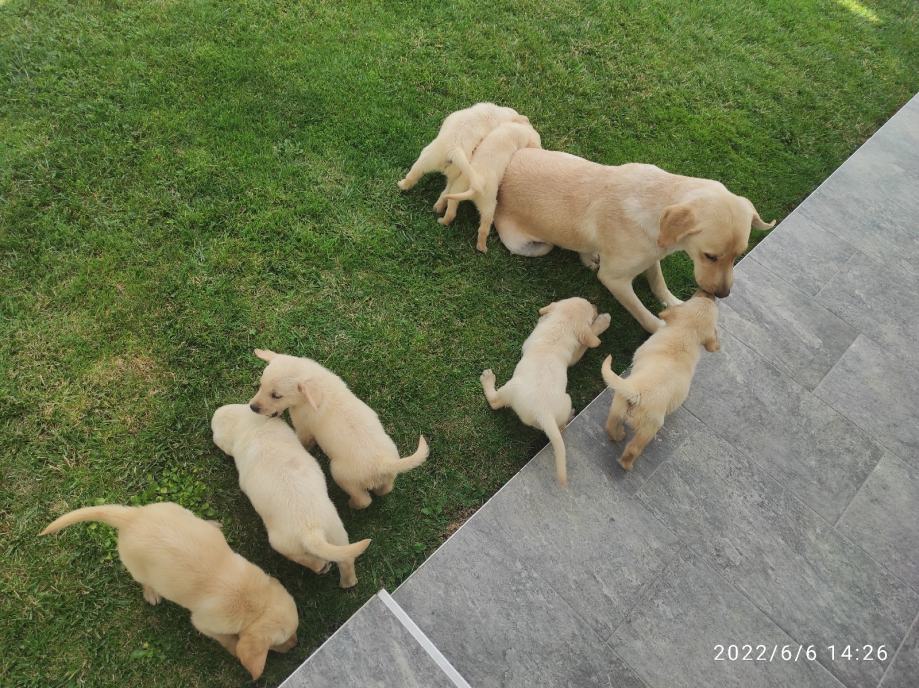 Labrador muški štenac