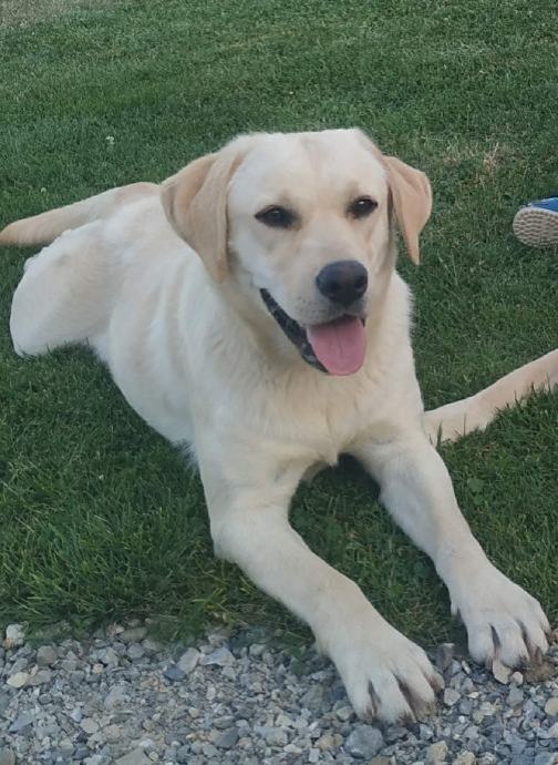 Labrador muški štenac