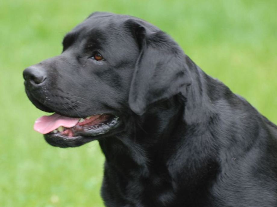 Labrador retriever