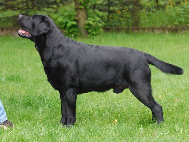 Labrador retriever