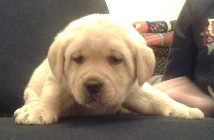 LABRADOR RETRIVER - cokoladni, crni i zuti stenci