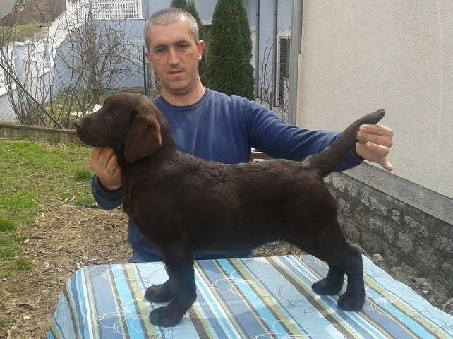 LABRADOR RETRIVER - cokoladni, crni i zuti stenci