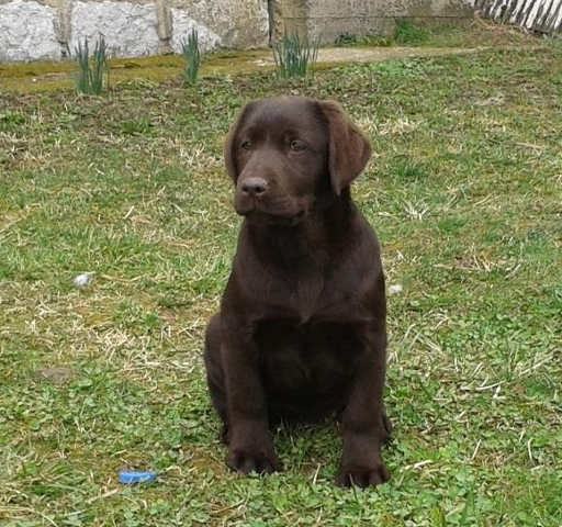 LABRADOR RETRIVER - cokoladni, crni i zuti stenci
