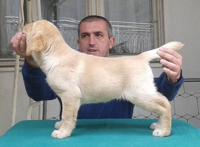 LABRADOR RETRIVER - cokoladni, crni i zuti stenci