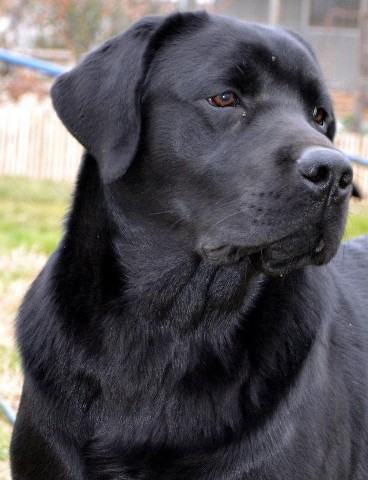 Labrador retriver - crni i zuti stenci izuzetnog rodovnika
