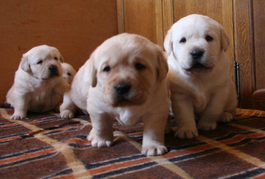 Labrador retriver
