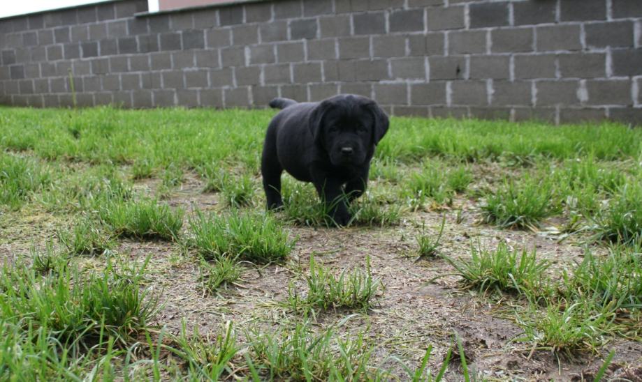 Labrador retriver štenci