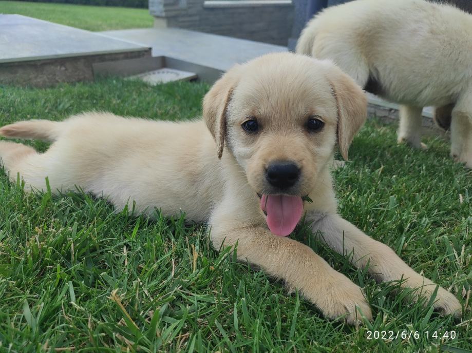 Labrador muški štenci - dostava u okolicu Zadra