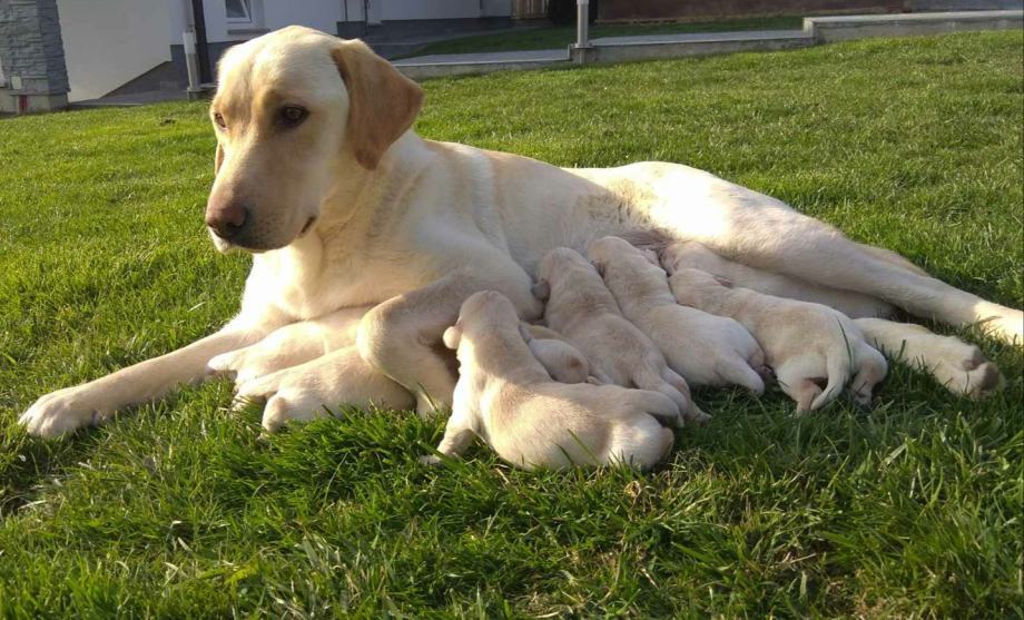 Labrador štenci
