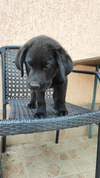 labrador štene