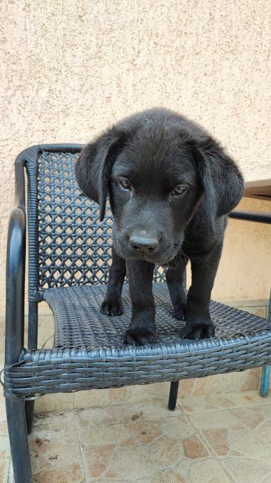 labrador štene