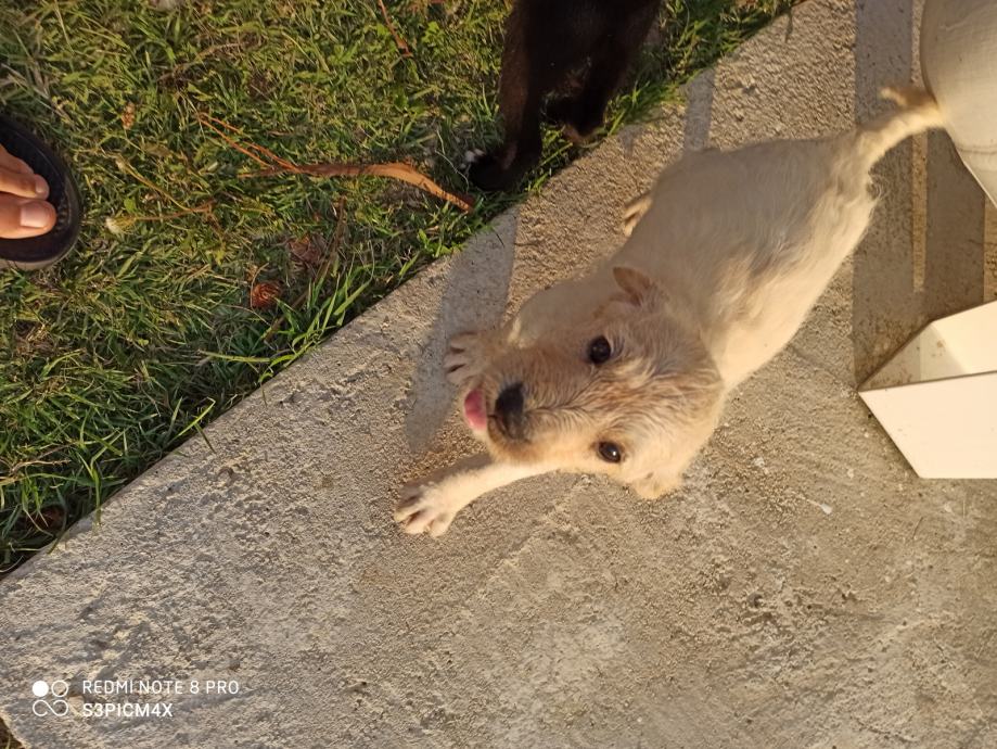Lagotto i Labrador štenci