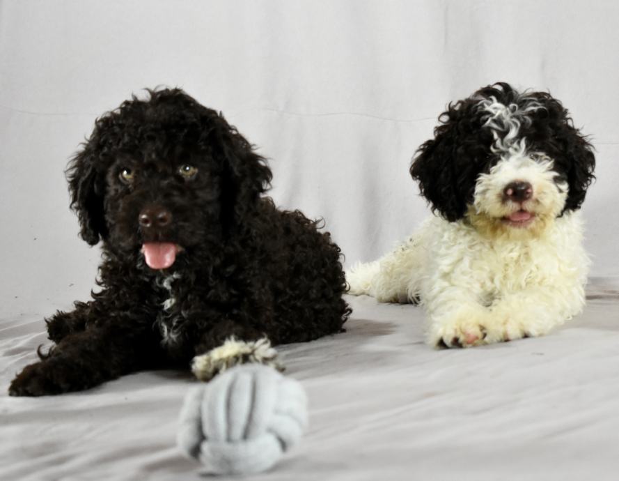 Lagotto Romagnolo / Lagotto Romanjolo
