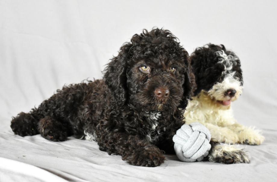 Lagotto Romagnolo / Lagotto Romanjolo