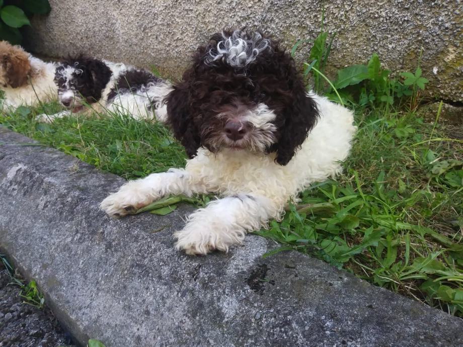 Lagotto romagnolo
