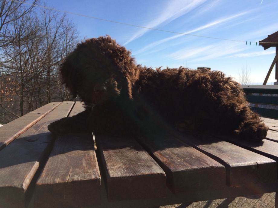 Lagotto romagnolo dećko star 3mj sa rodovnikom