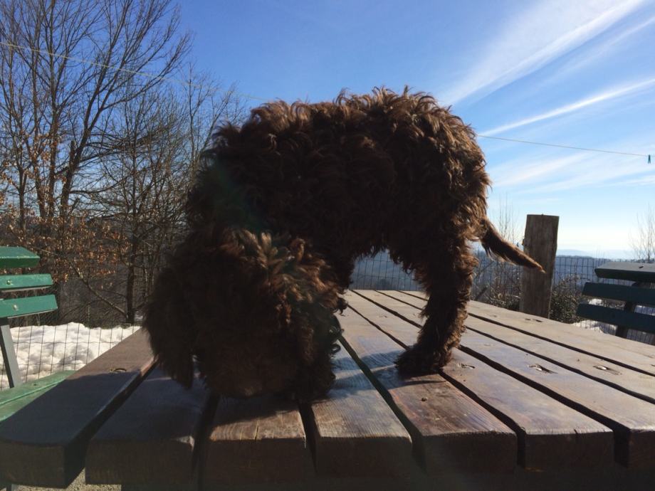 Lagotto romagnolo dećko star 3mj sa rodovnikom