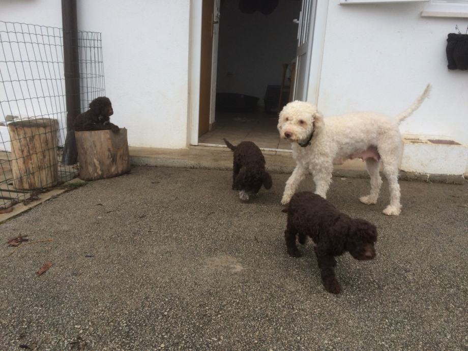 Lagotto romagnolo dećko star 3mj sa rodovnikom