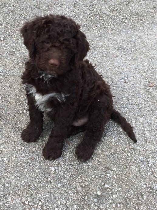Lagotto romagnolo dećko star 3mj sa rodovnikom