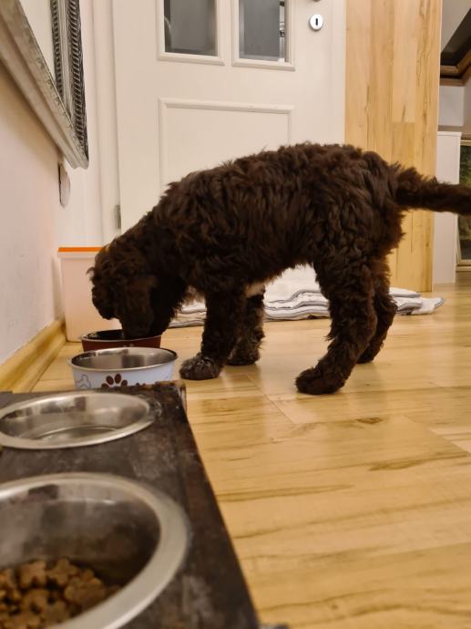 Lagotto romagnolo ,star 4 mj. , odmah dostupan