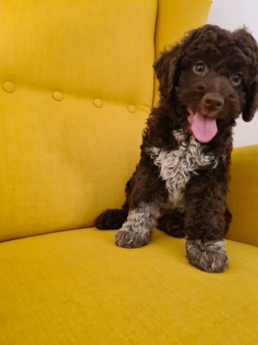 Lagotto romagnolo ,star 4 mj. , odmah dostupan