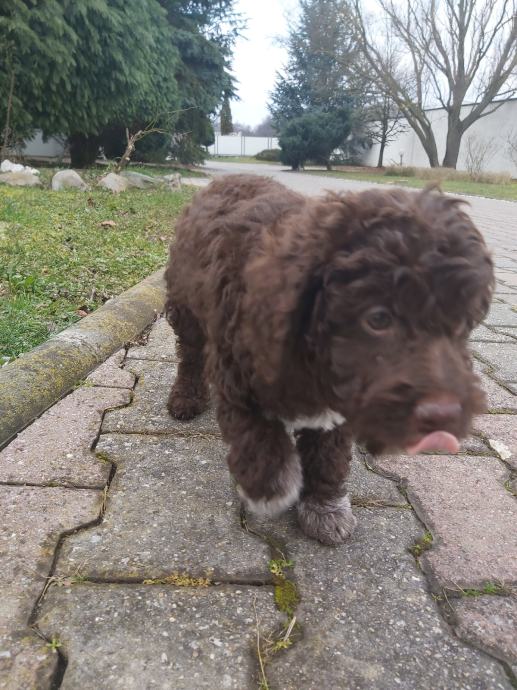 Lagotto romagnolo ,star 4 mj. , odmah dostupan