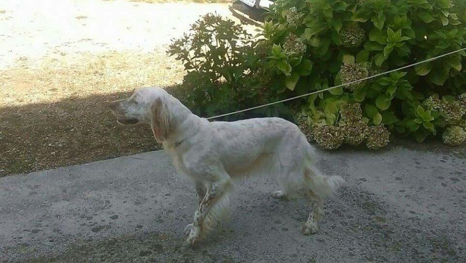 Lovački pas engleski seter