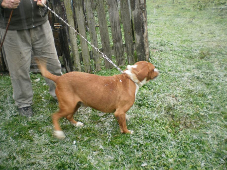 Lovački pas Posavski gonić