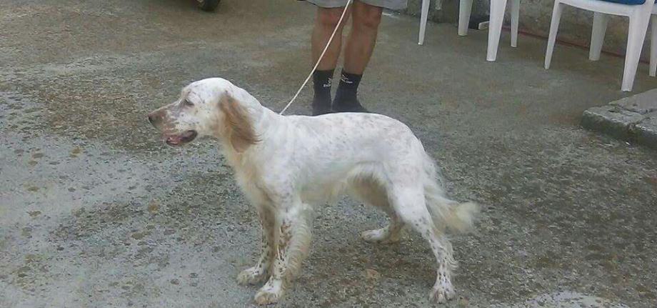 Lovački pas engleski seter