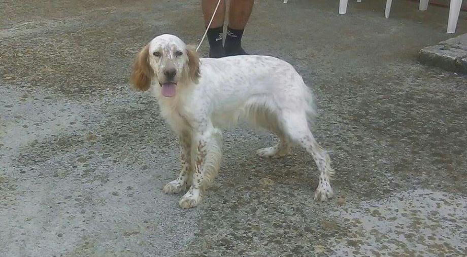 Lovački pas engleski seter