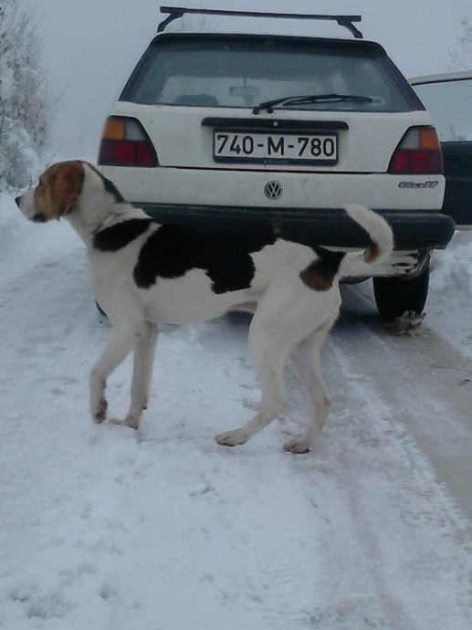 Lovački pas ruski pjegavi gonič
