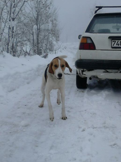 Lovački pas ruski pjegavi gonič