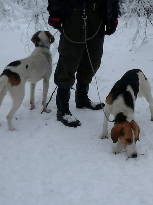 Lovački pas ruski pjegavi gonič