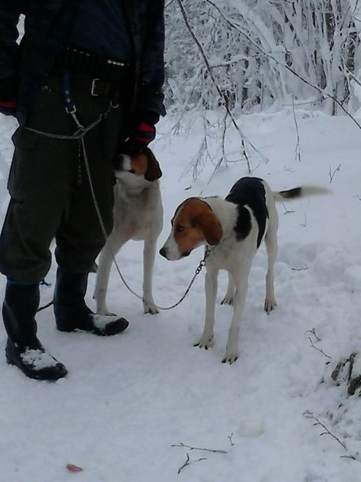 Lovački pas ruski pjegavi gonič