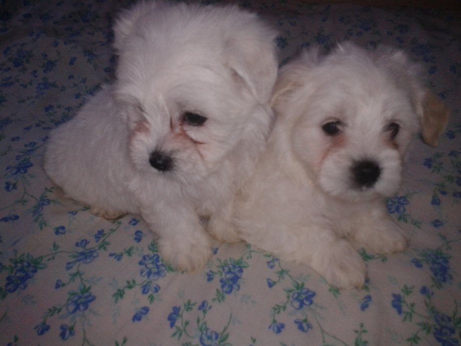 Maleni maltezeri cistokrvni