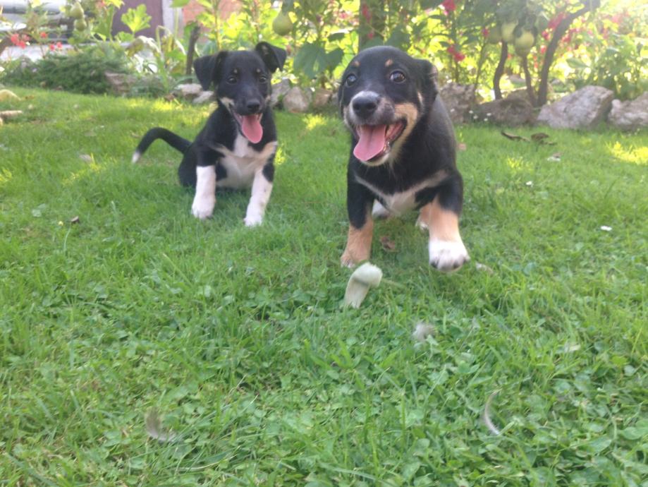 Mali međimurski međi -pas