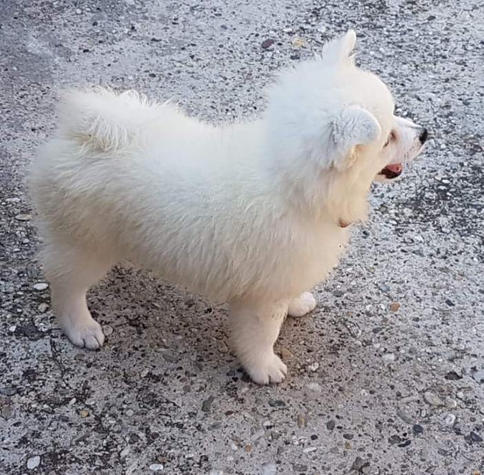 MALI NJEMAČKI ŠPIC