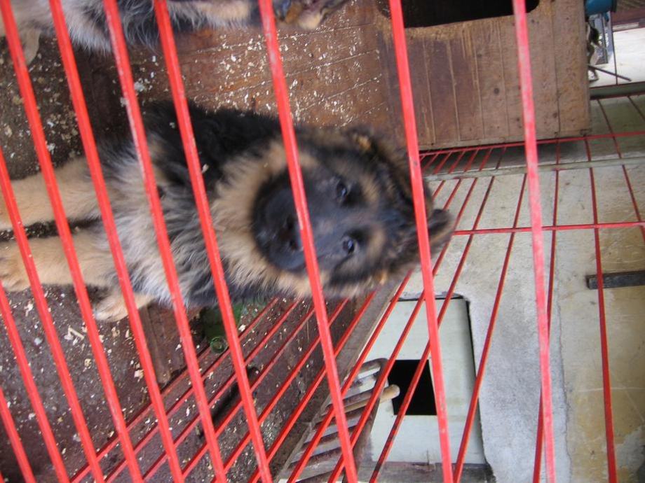 Mali psi njemacki ovcari